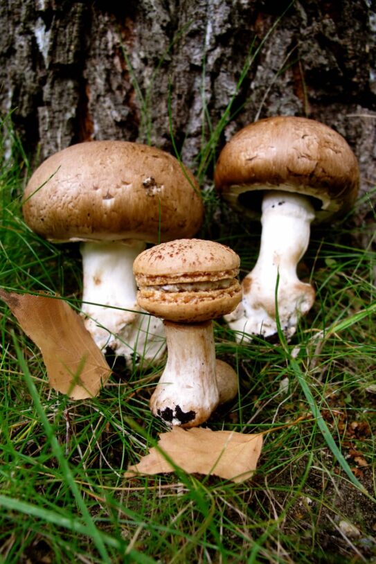 Mushroom Macarons - Mad about Macarons