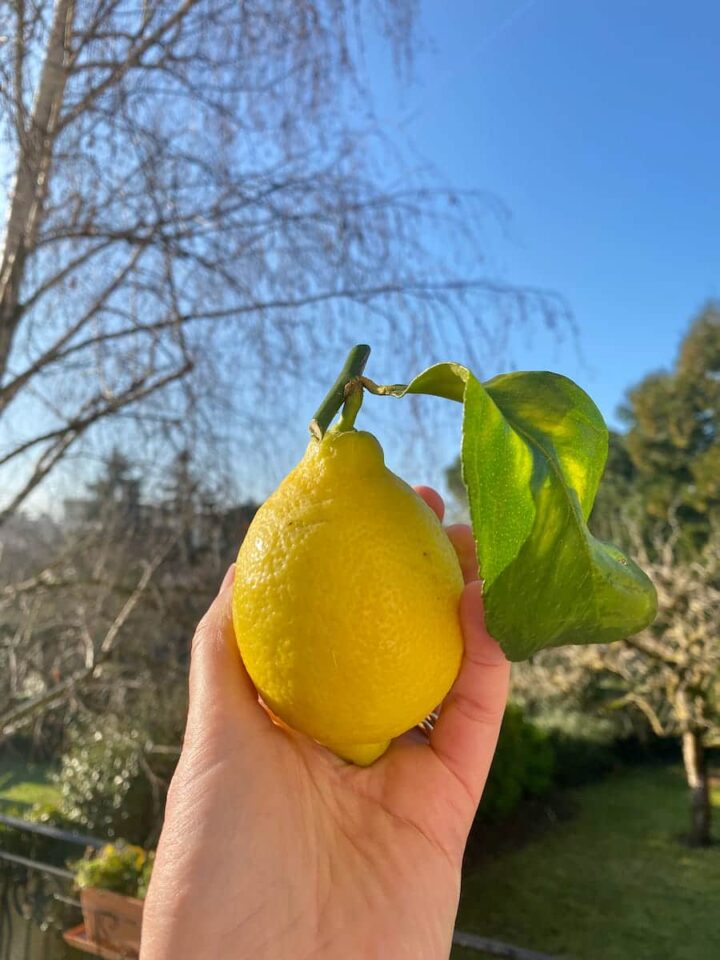 French Lemons & Limes: Guide to Varieties, Zest & Recipes